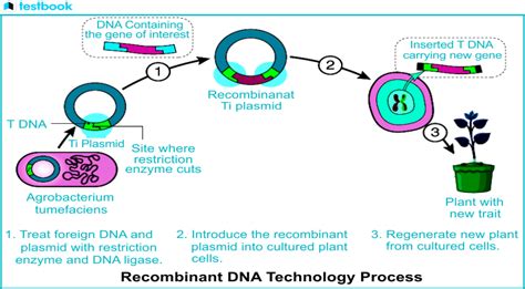 Recombinant Dna Technology Explanation Tools Process Applications And Faqs
