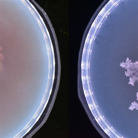 Two Images From The Dataset For The Aesthetic Evaluation Model For