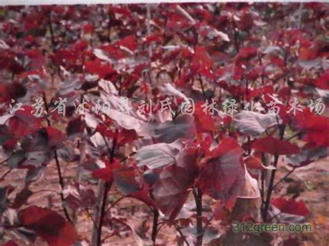 供应中华红叶杨、3米直生龙柏、黑松、蜀桧 本公司常年优惠供应3苗友圈青青花木网