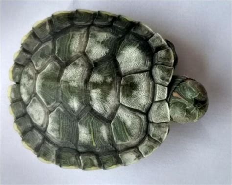 Turtle Shell Rot Symptoms Causes And Treatments MyPetCareJoy
