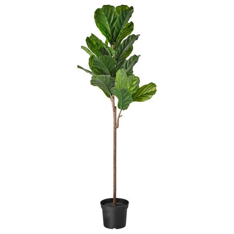 Fejka Artificial Potted Plant Indooroutdoor Fiddle Leaf Fig 7 ½ Ikea