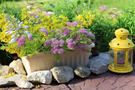 How To Prune Shrubs Pruning 101 ShrubHub