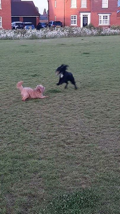 Spaniel Catch In Front Of The Nose Of Cockerpoo Puppy Shorts