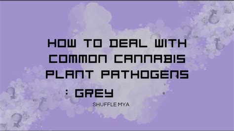How To Deal With Common Cannabis Plant Pathogens Grey Mould Youtube