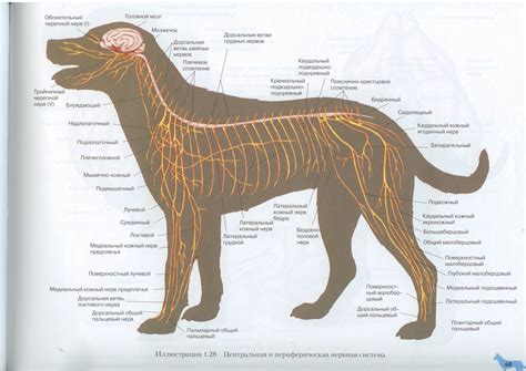 Центральная и периферическая нервная система собаки Nervous System