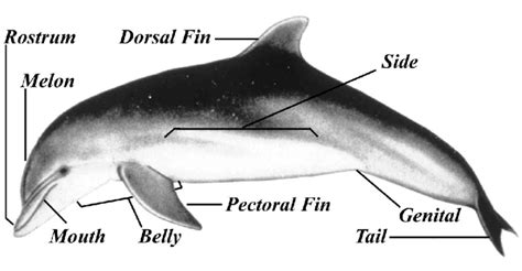 40 Diagram Of A Dolphin