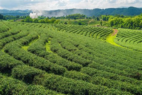 La Vue Sur Le Paysage Des Plantations De Thé De Choui Fong à Chiang Rai
