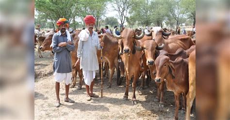Rajasthan Mangala Pashu Bima Yojana Application Last Date Extended