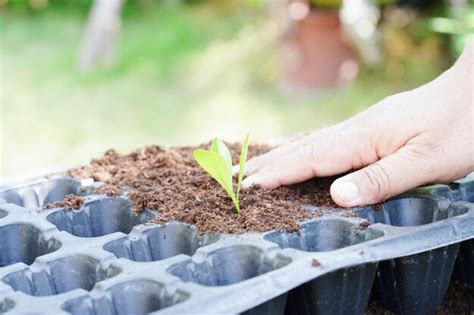 Baum Der Mit Hand Wächst öko Tag Der Erde Rette Die Welt Rette Die
