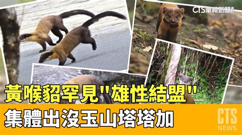 黃喉貂罕見「雄性結盟」 集體出沒玉山塔塔加｜華視新聞 20230413 Youtube