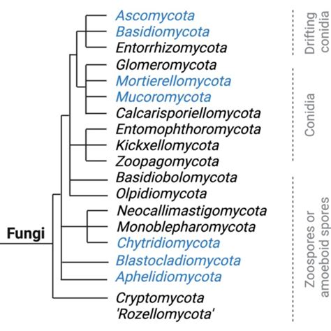 Fungal Tree Of Life Including The Updated Phylum Level Classification Download Scientific