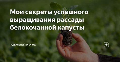 Мои секреты успешного выращивания рассады белокочанной капусты Идеальный огород Дзен