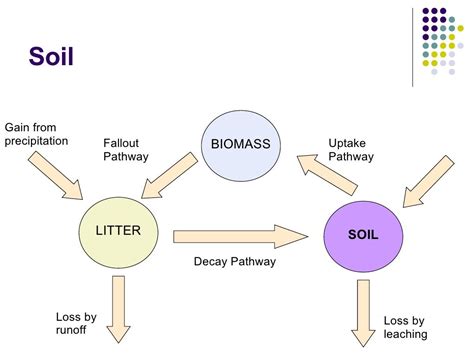 Desert Nutrient Cycle