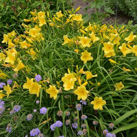 Hemerocallis Daylily Happy Returns For Sale Shop Stuarts Stuart