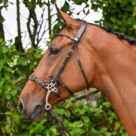 Hackamore Bridle Week Collection