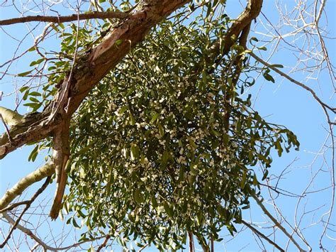 Mistletoe Parasitic Tree Parasites Free Photo On Pixabay Pixabay