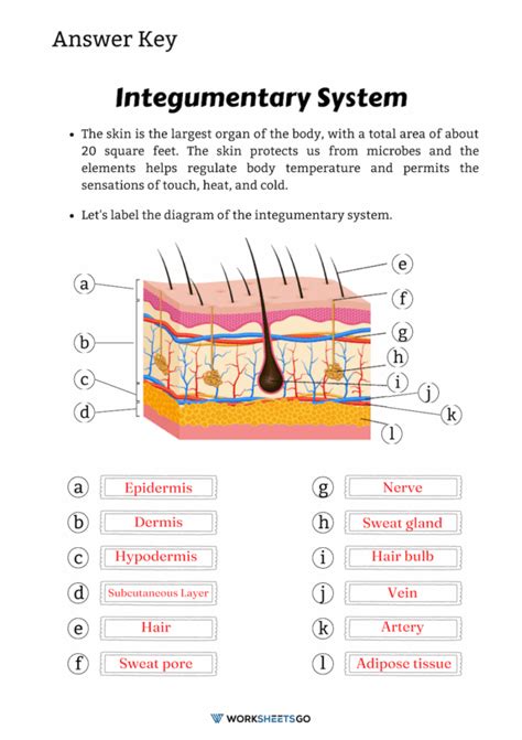 Anatomy And Physiology Worksheet And Study Guide Integumentary System
