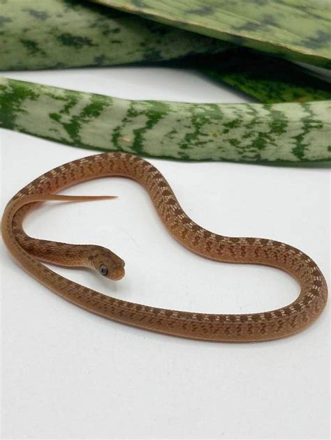 All Available House Snake Morphs And More