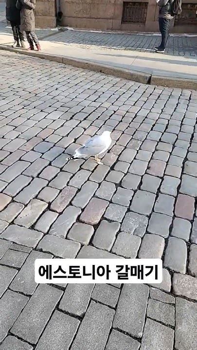 에스토니아 여행 알렉산드르 넵스키 대성당 Youtube