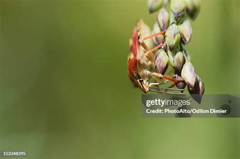 Stink Bug Larvae Photos And Premium High Res Pictures Getty Images