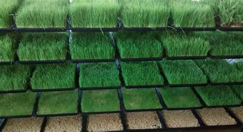 Growing Hydroponic Fodder Step By Step Guide 7 Days