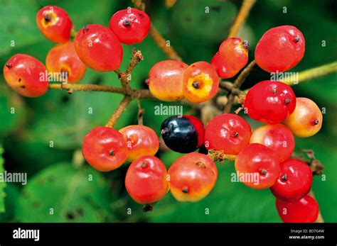 European rowan berry Stock Photo - Alamy