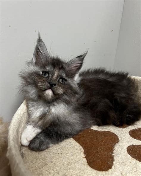 Majestic Maine Coon Cats