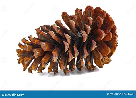 Brown Pine Cone Isolated On White Background Long Leaf Pine Tree