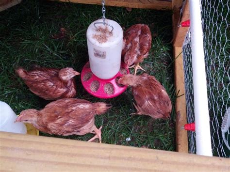 Delete The Nuts Backyard Broiler Update Week 4