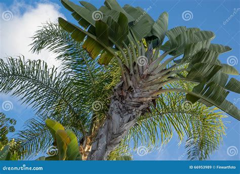 Giant Bird Of Paradise Leaves Strelitzia Nicolai Stock Image