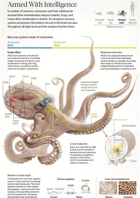octapus med school motivation neurons octopus