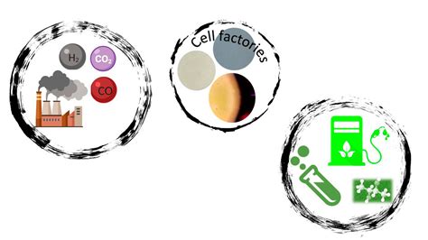 Co2circlelab Bioconversion Of C1 Gas Streams Into Commodities