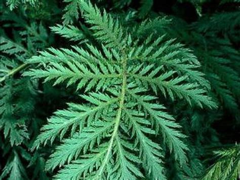 Common Tansy Nebraska Invasive Species Council Nebraska