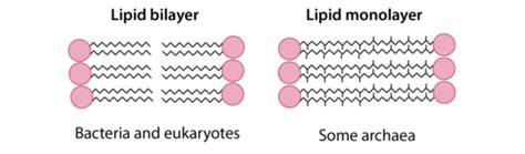 Lecture 13 Archaea Flashcards Quizlet