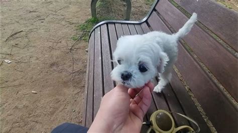 날씨가 다해버린 하루 꽃분이 산책🐕🐕🐕 Youtube