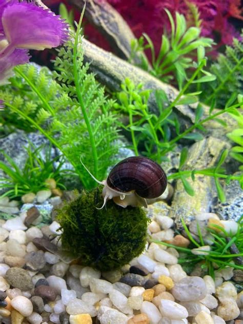 Mystery Snail Care Size Feeding And Tank Mates