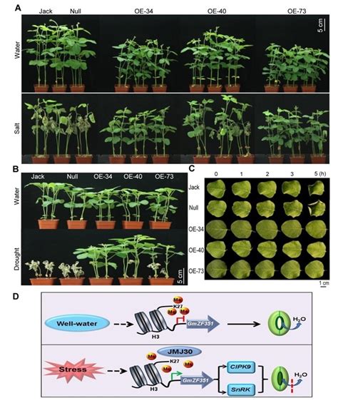 Analyzing The Gmzf351 Transgenic Soybean Plants And Their Stress Tolerance