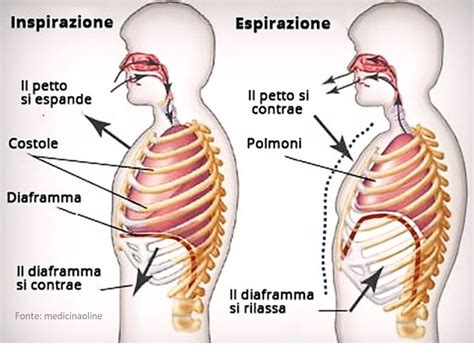 Mappa Concettuale Apparato Respiratorio Algor Education