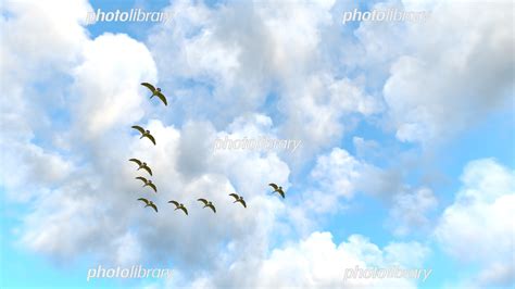 渡り鳥 イラスト素材 7094068 フォトライブラリー Photolibrary
