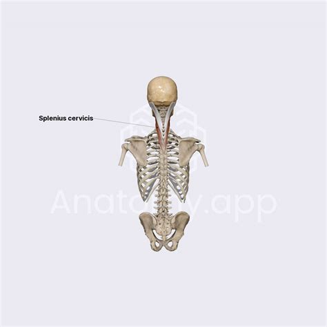 Splenius Cervicis Muscle Anatomy App