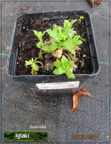 Arabis Caucasica Pixie Cream Gęsiówka Kaukaska Pixie Cream Kremowe