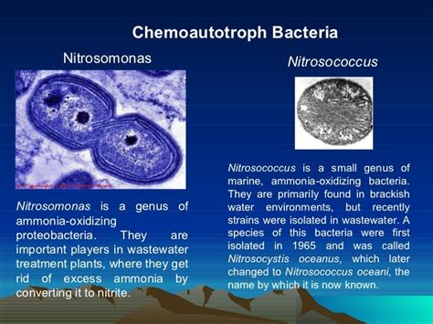 Autotroph And Heterotroph Bacteria