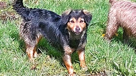Spanish Rescue Dogs The Story Of Libra Rescue Dogs From Spain