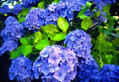 Blumen Htmlopen Tutorial Artikeln Programmierung Javascript Cgi Perl Php