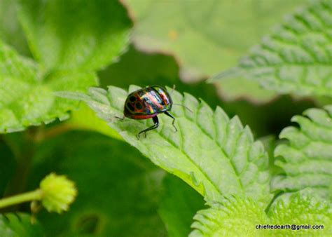 Scutelleridae By Chief RedEarth On June