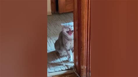 Утреннее приветствие 😊 кошки кот Cat Cute Catlover Cutecat
