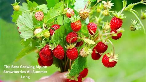 The Best Growing Alpine Strawberries All Summer Long South Elmonte