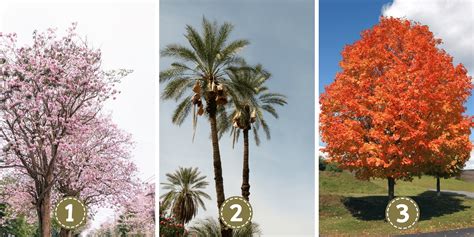 Personality Test Which Tree Are You Find Out If You Radiate Charisma