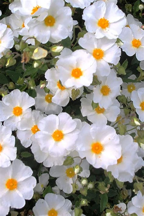 Buy White Rockrose Cistus X Corbariensis Free Shipping Wilson