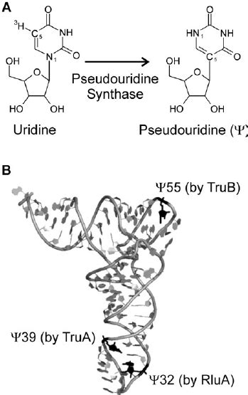 Structure Of Pseudouridine And Modification Sites In E Coli Trna Phe